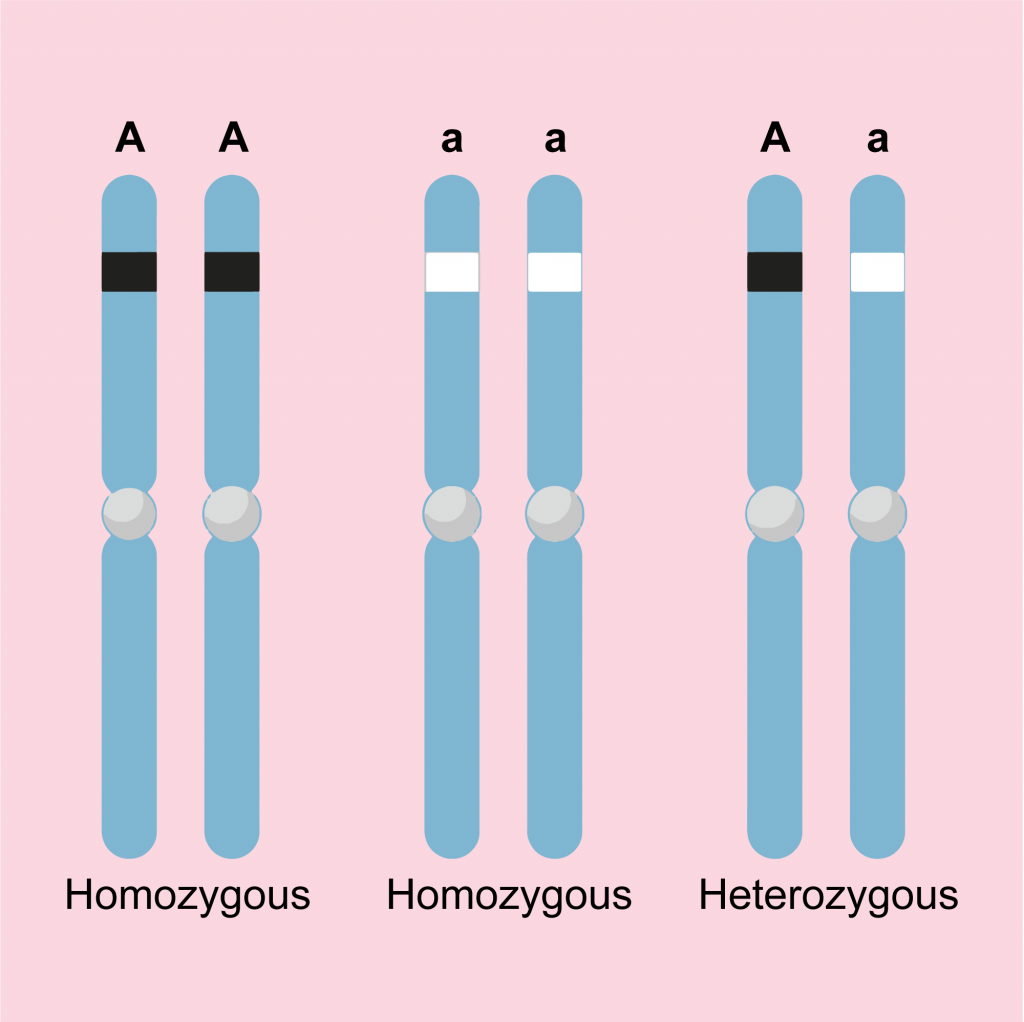 Wat is het verschil tussen genotype en fenotype? - Zoolyx